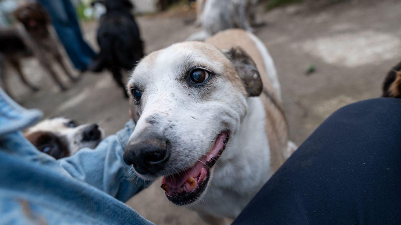 Adoptions 1 - Republic of Georgia Dog Refuge