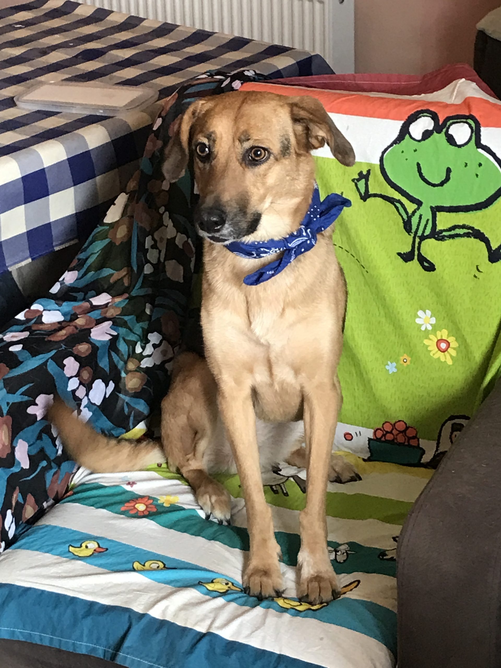 Adoptions 4 - Republic of Georgia Dog Refuge